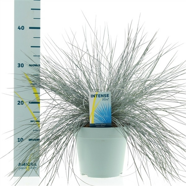 Festuca intense blue - D and M Garden Centre