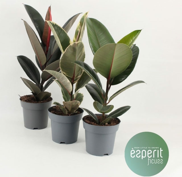 Ficus elastica mix - D and M Garden Centre
