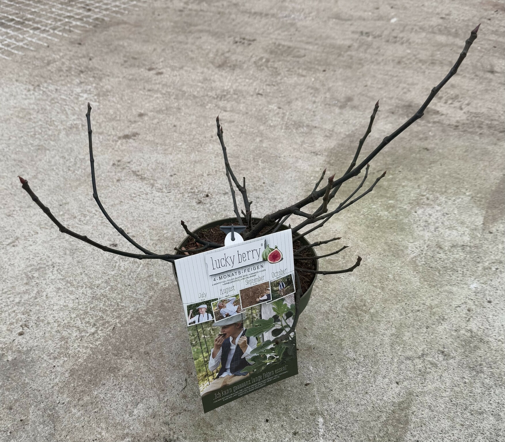 Ficus 'Lucky Berry' ® - D and M Garden Centre