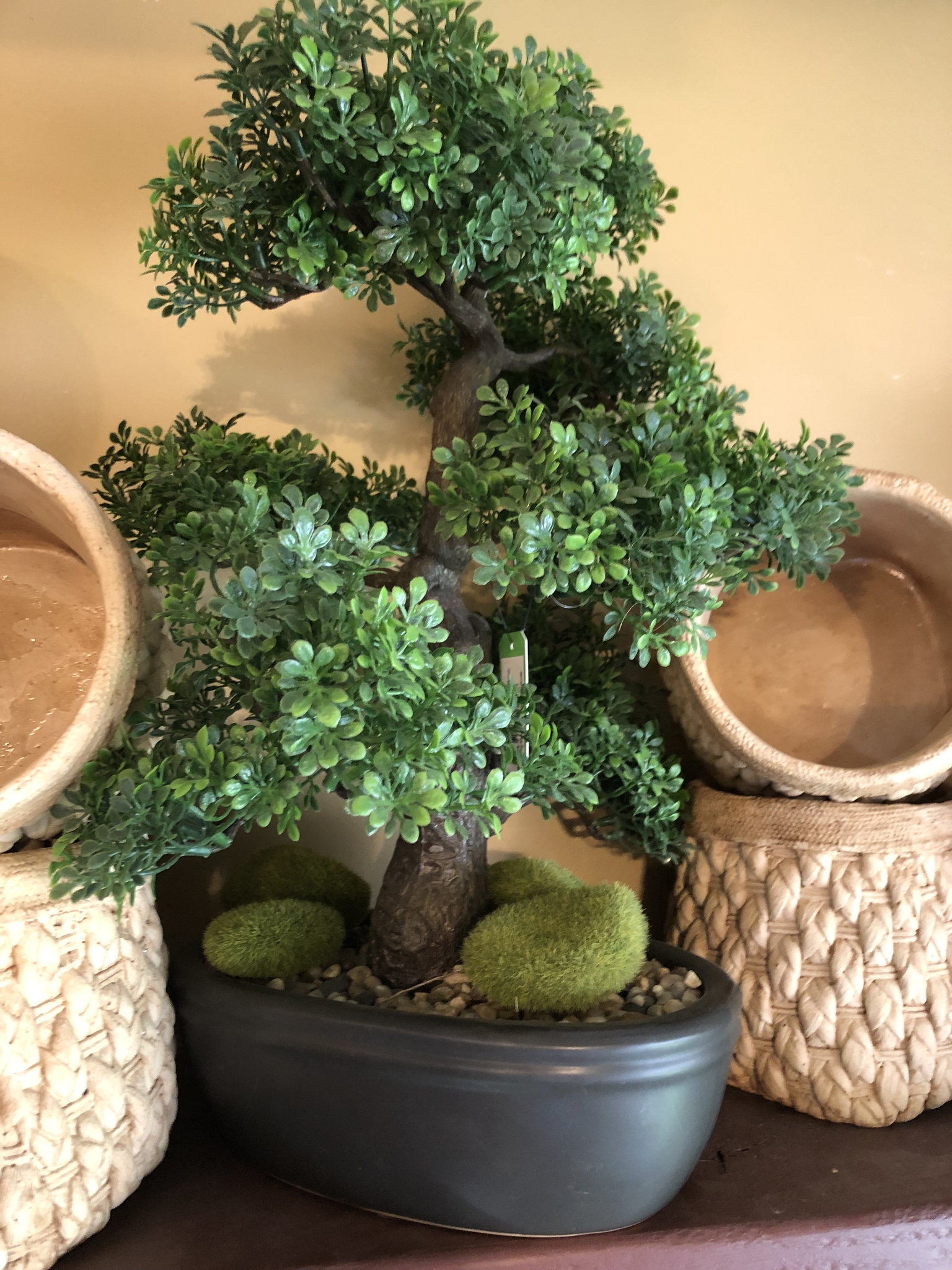 Ficus mini Bonsai - D and M Garden Centre