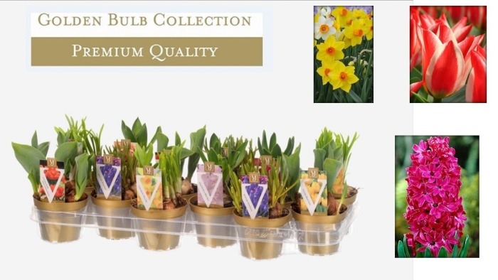 Flowerbulb-mix - D and M Garden Centre