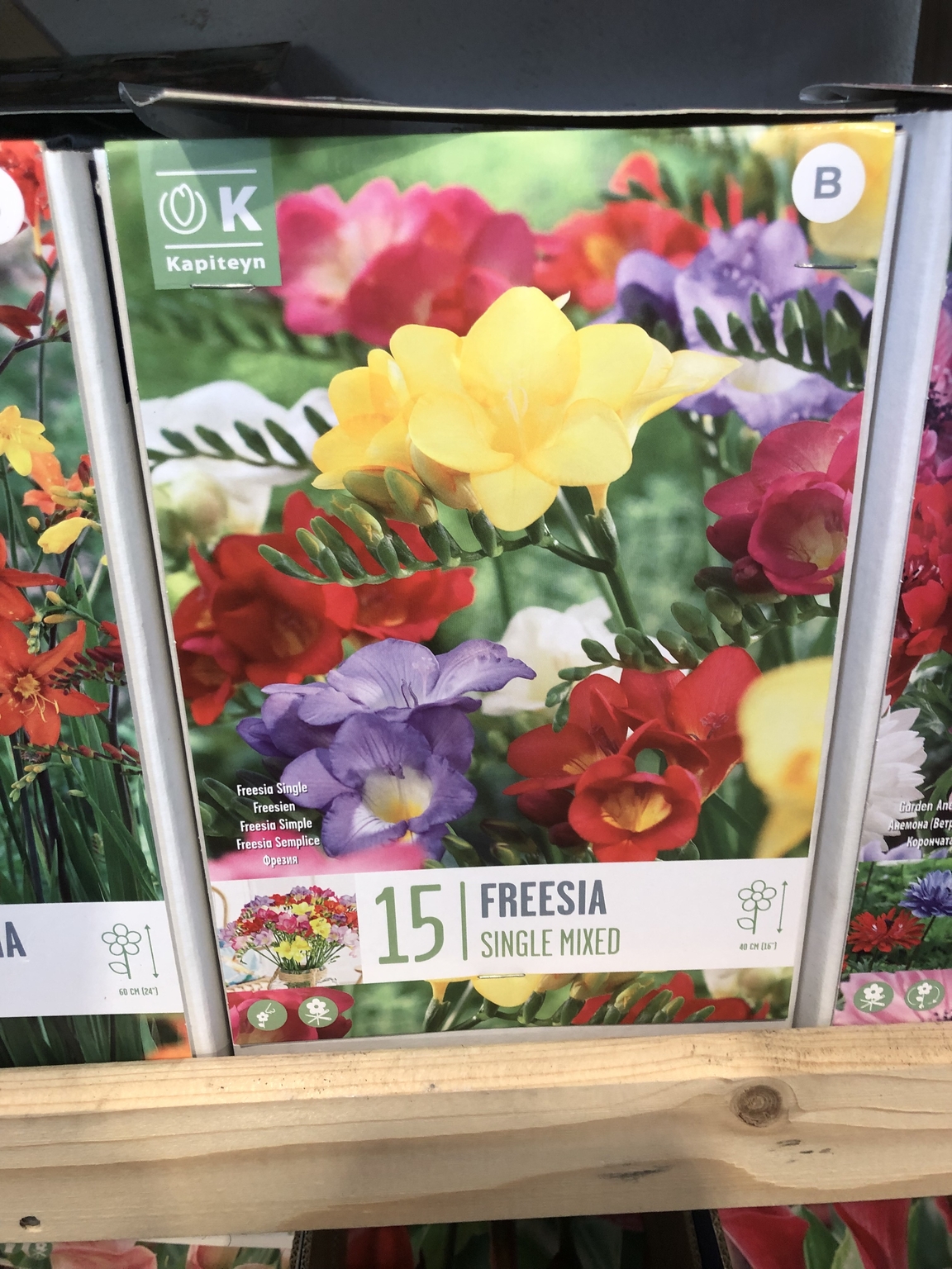 FREESIA SINGLE MIXED - D and M Garden Centre