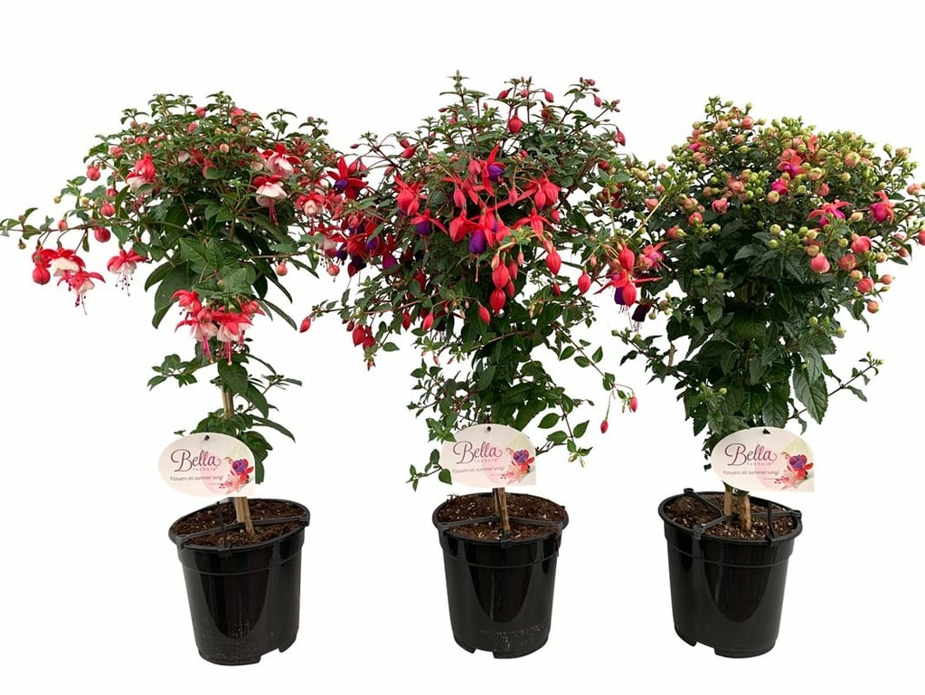 Fuchsia mix - D and M Garden Centre