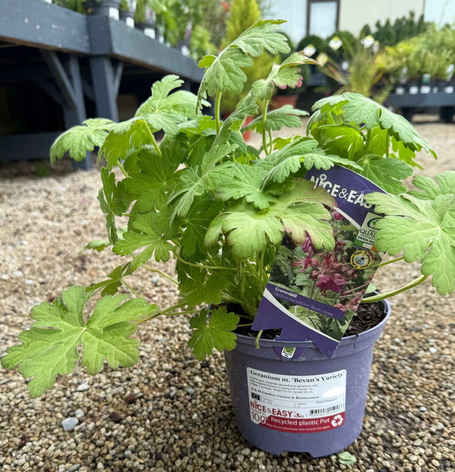 Geranium m. 'Bevan's Variety' - D and M Garden Centre