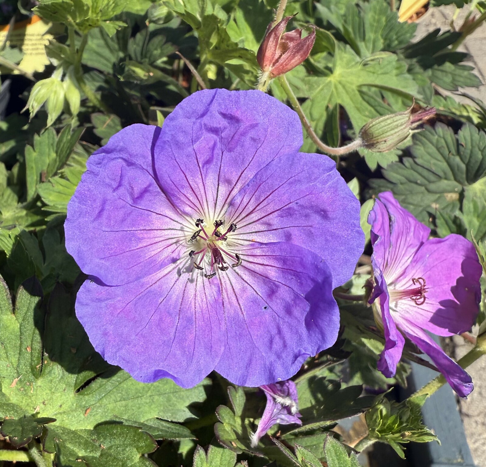 GERANIUM ROZANNE RP - D and M Garden Centre