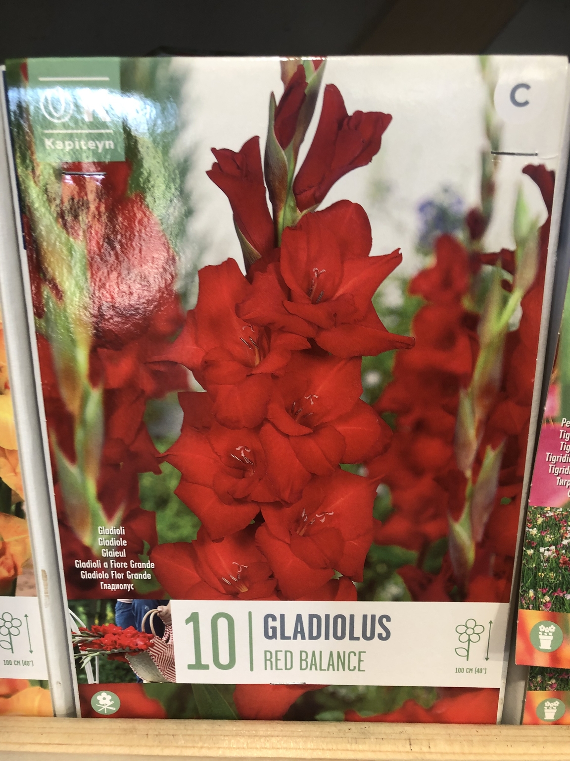 GLADIOLUS RED BALANCE - D and M Garden Centre