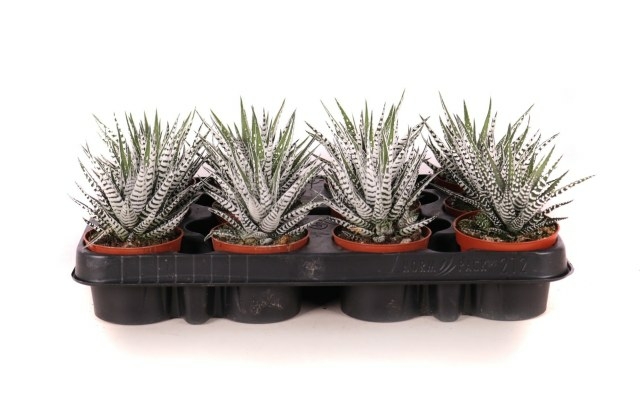 Haworthia fasciata 'Alba' - D and M Garden Centre