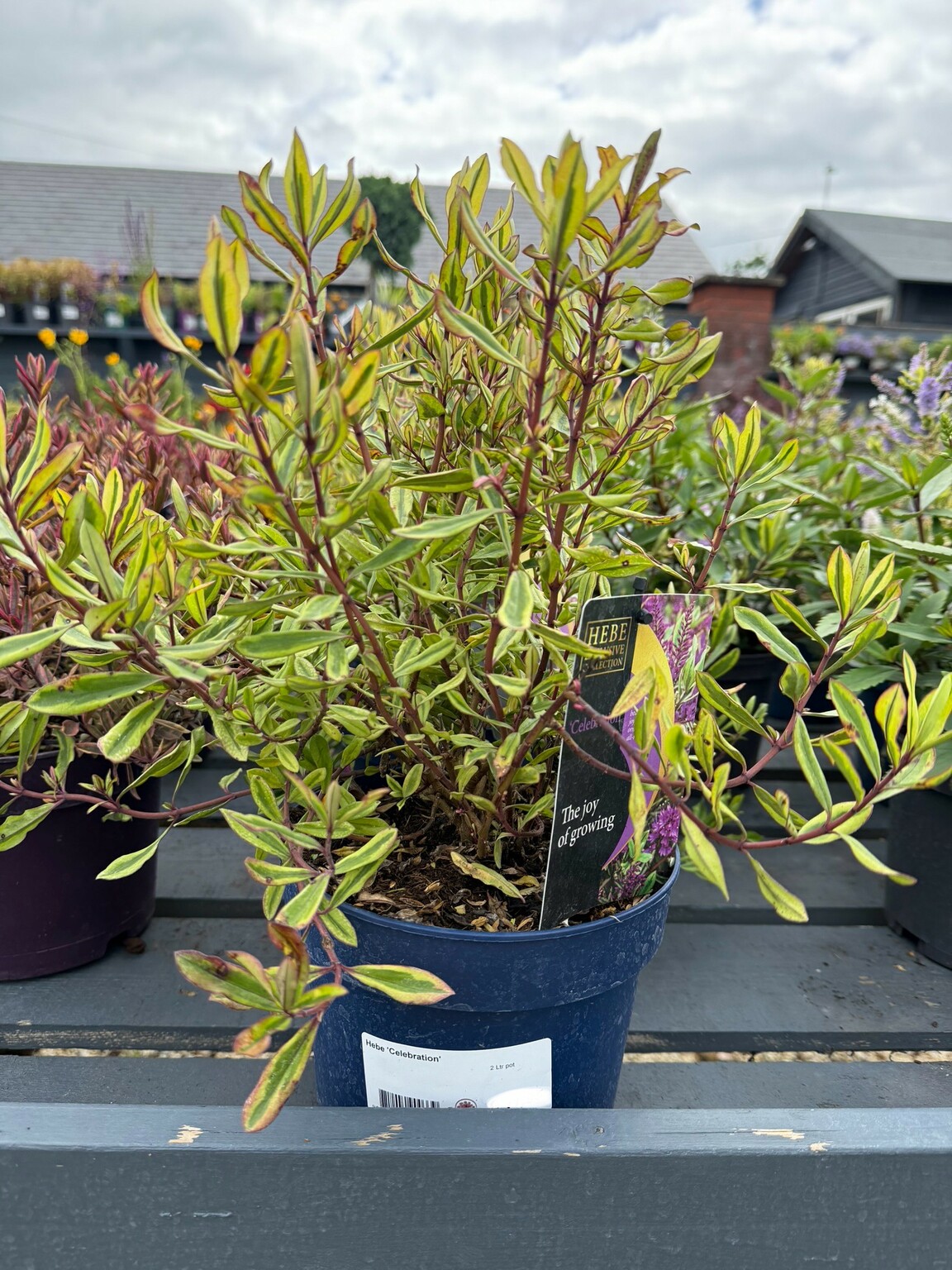 Hebe 'Celebration' - D and M Garden Centre