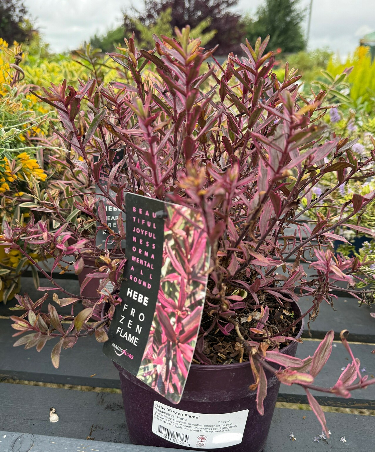 Hebe 'Frozen Flame' - D and M Garden Centre