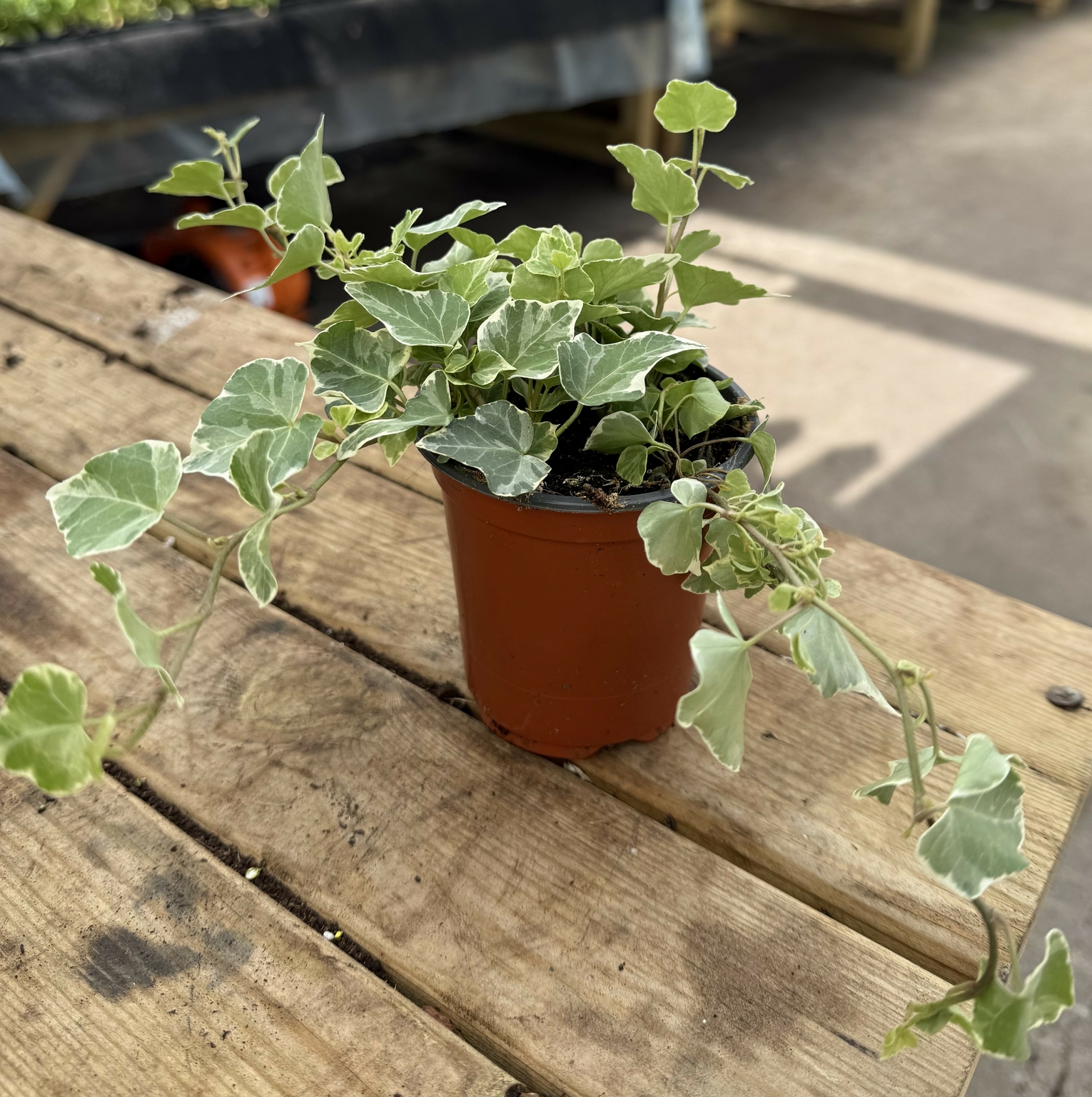 Hedera Helix White Wonder - D and M Garden Centre