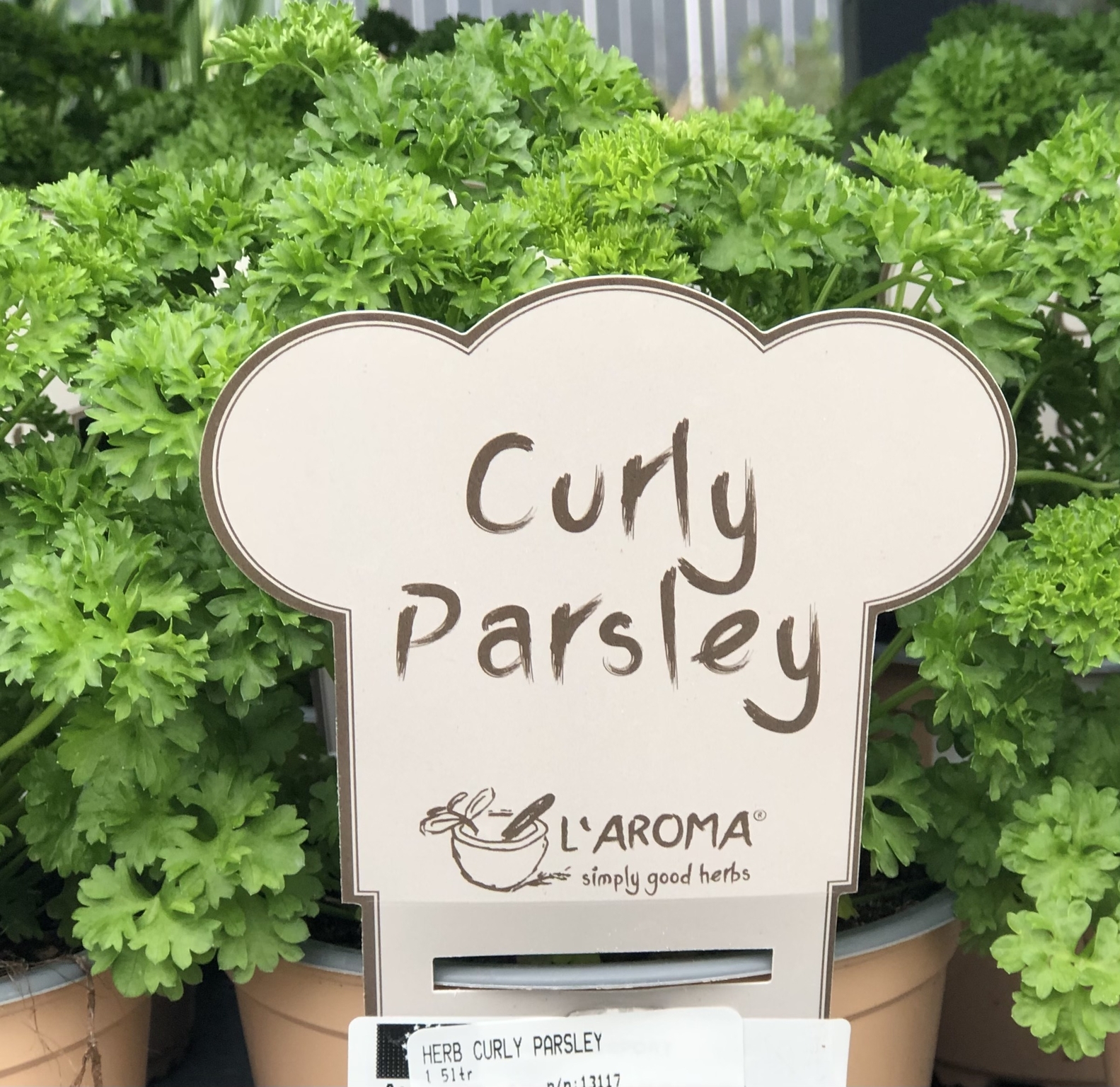 HERB CURLY PARSLEY - D and M Garden Centre