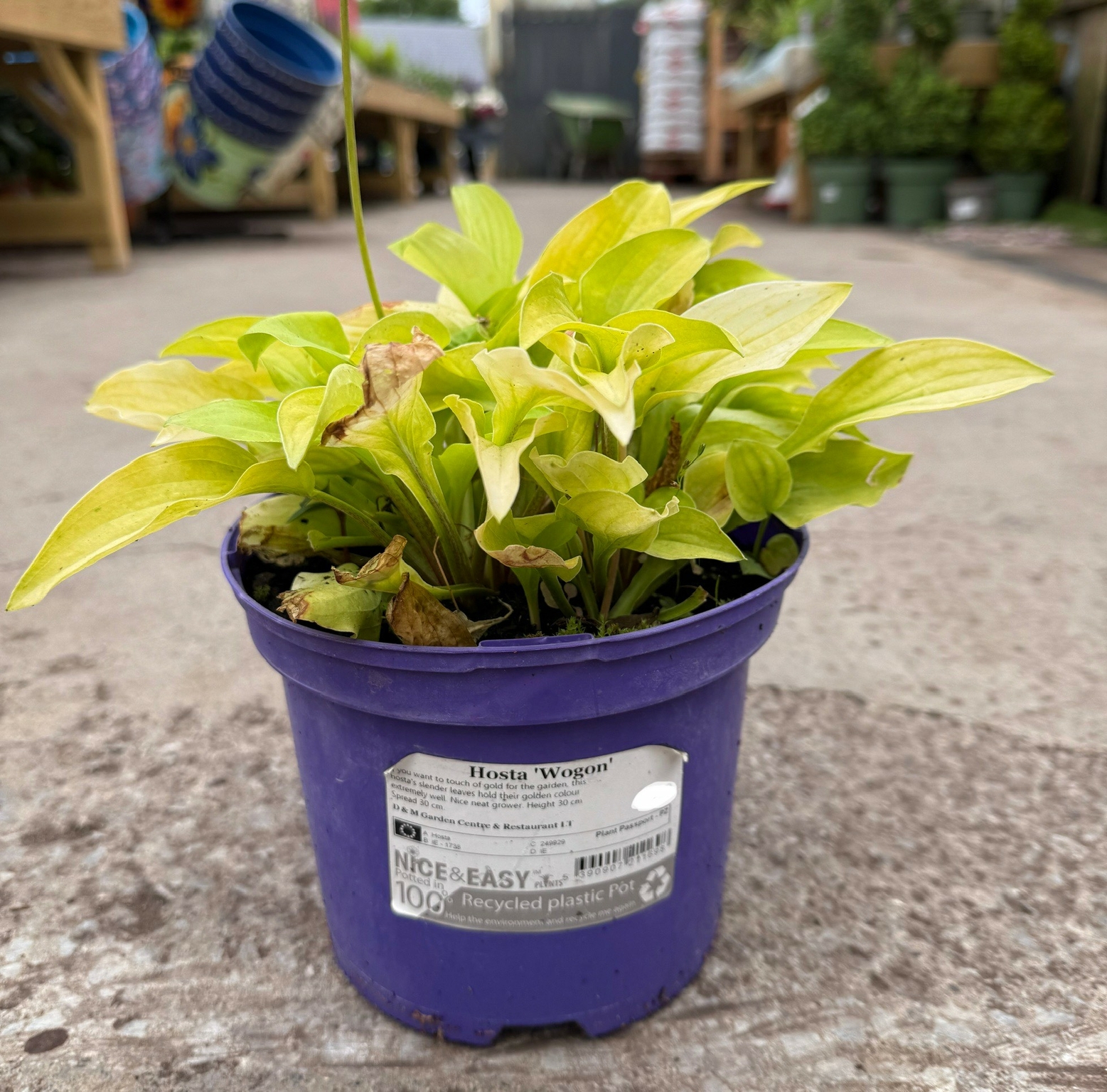 Hosta 'Wogon' - D and M Garden Centre
