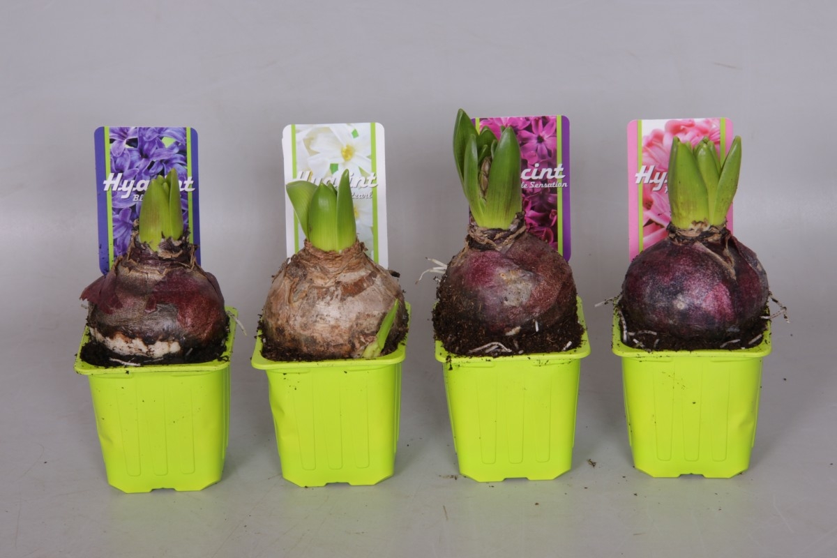 Hyac. mix.1er super - D and M Garden Centre