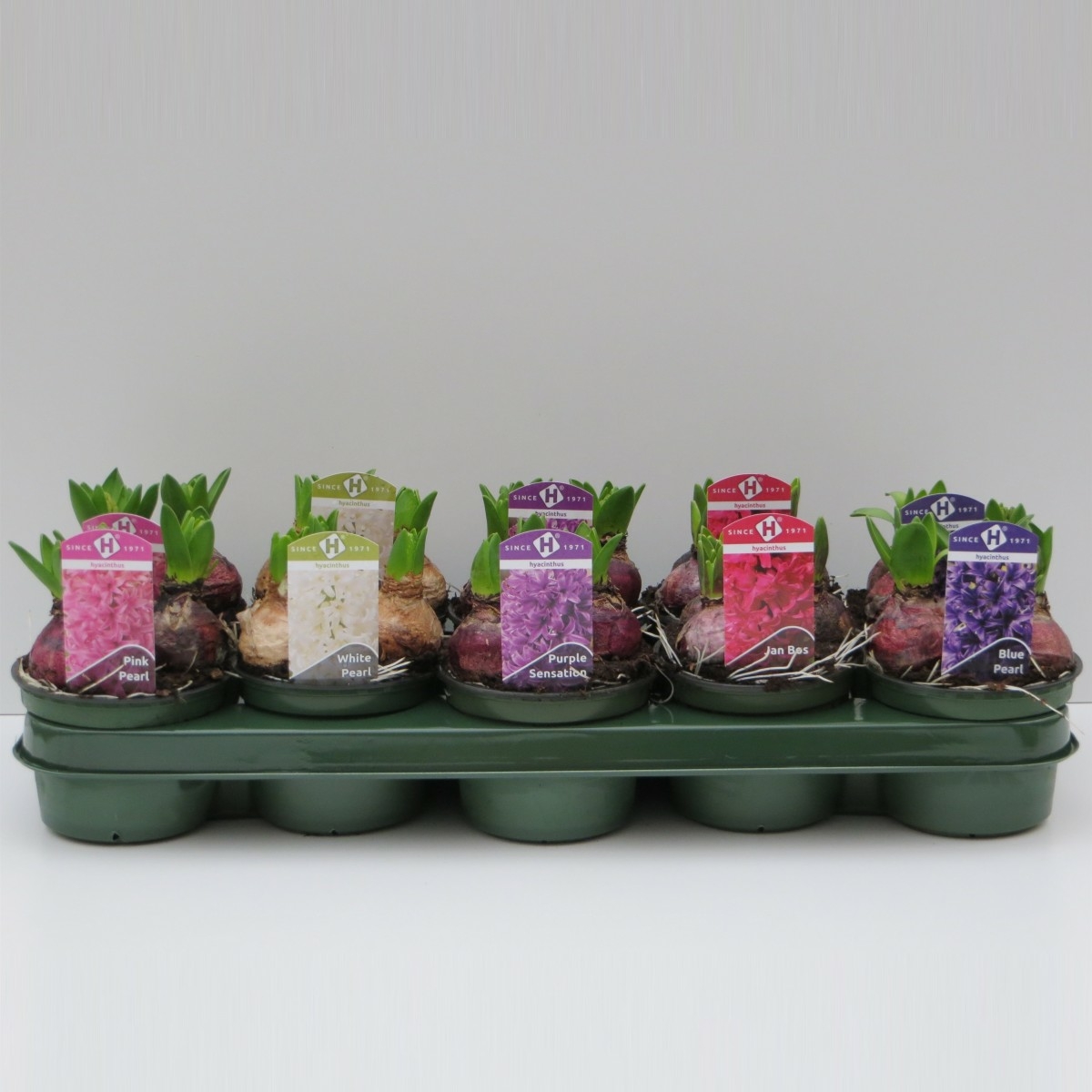 Hyac. mix.3er super - D and M Garden Centre