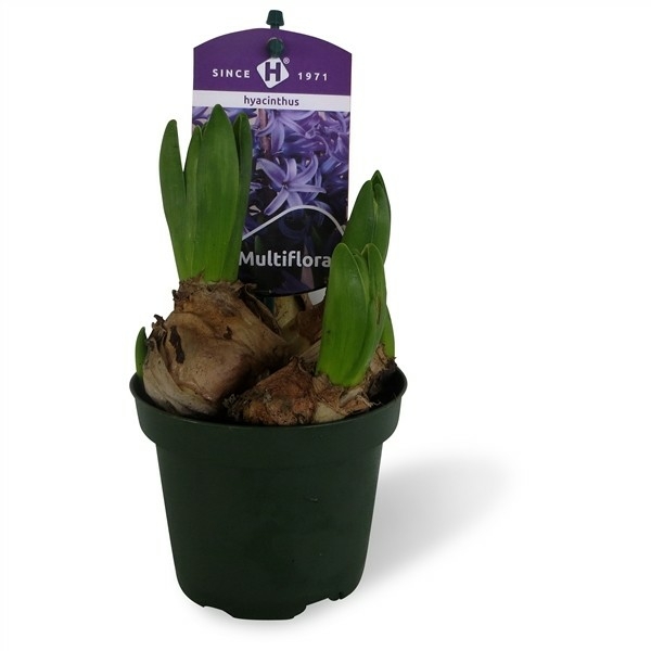 Hyac.multifl.blue pearl - D and M Garden Centre