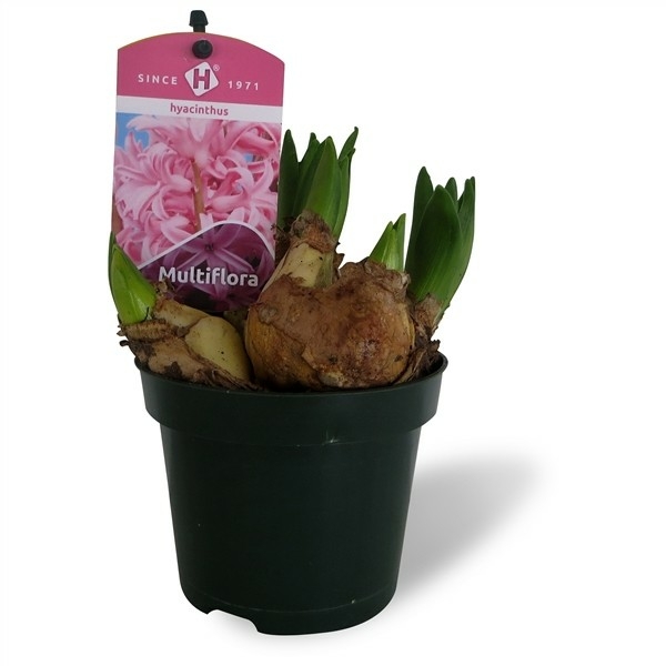 Hyac.multifl.pink pearl - D and M Garden Centre