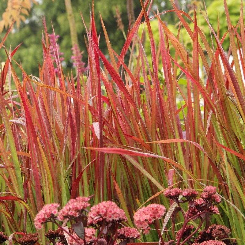 IMPERATA CYLINDRICA RED BARON - D and M Garden Centre