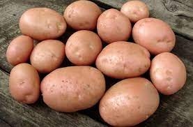 Kerrs pink Potato - D and M Garden Centre