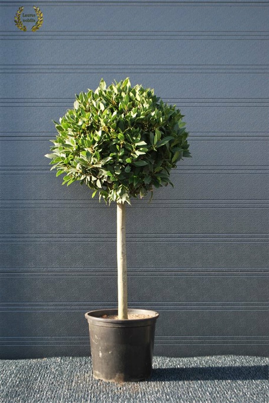 Laurus nobilis 50 ball - D and M Garden Centre