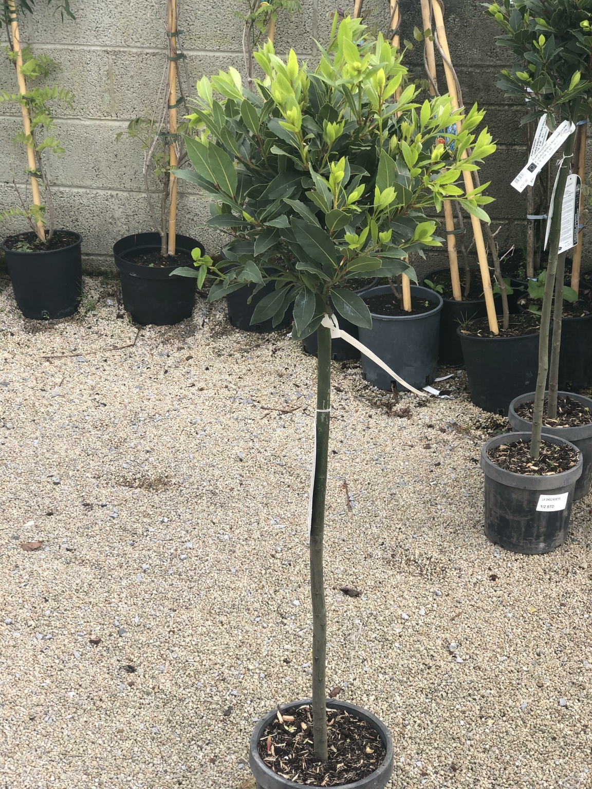 LAURUS NOBILIS 90cm Stem 30cm head - D and M Garden Centre