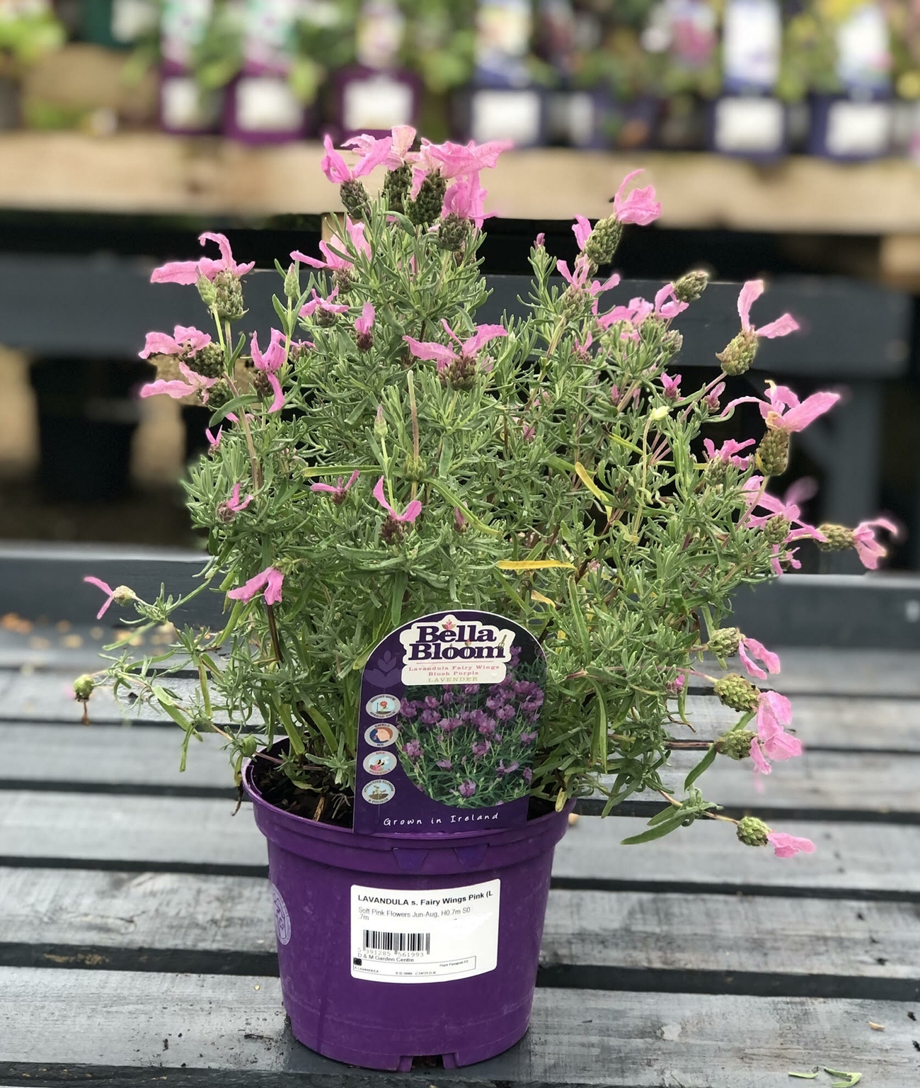 LAVANDULA s. Fairy Wings Pink (Lavender) - D and M Garden Centre