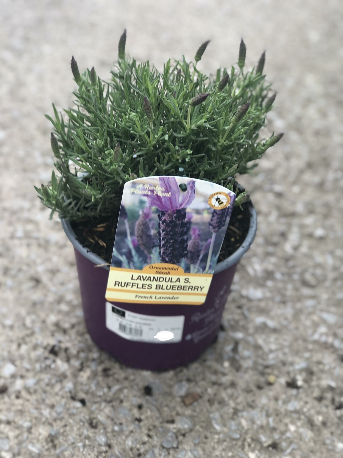LAVANDULA S. RUFFLES BLUEBERRY - D and M Garden Centre