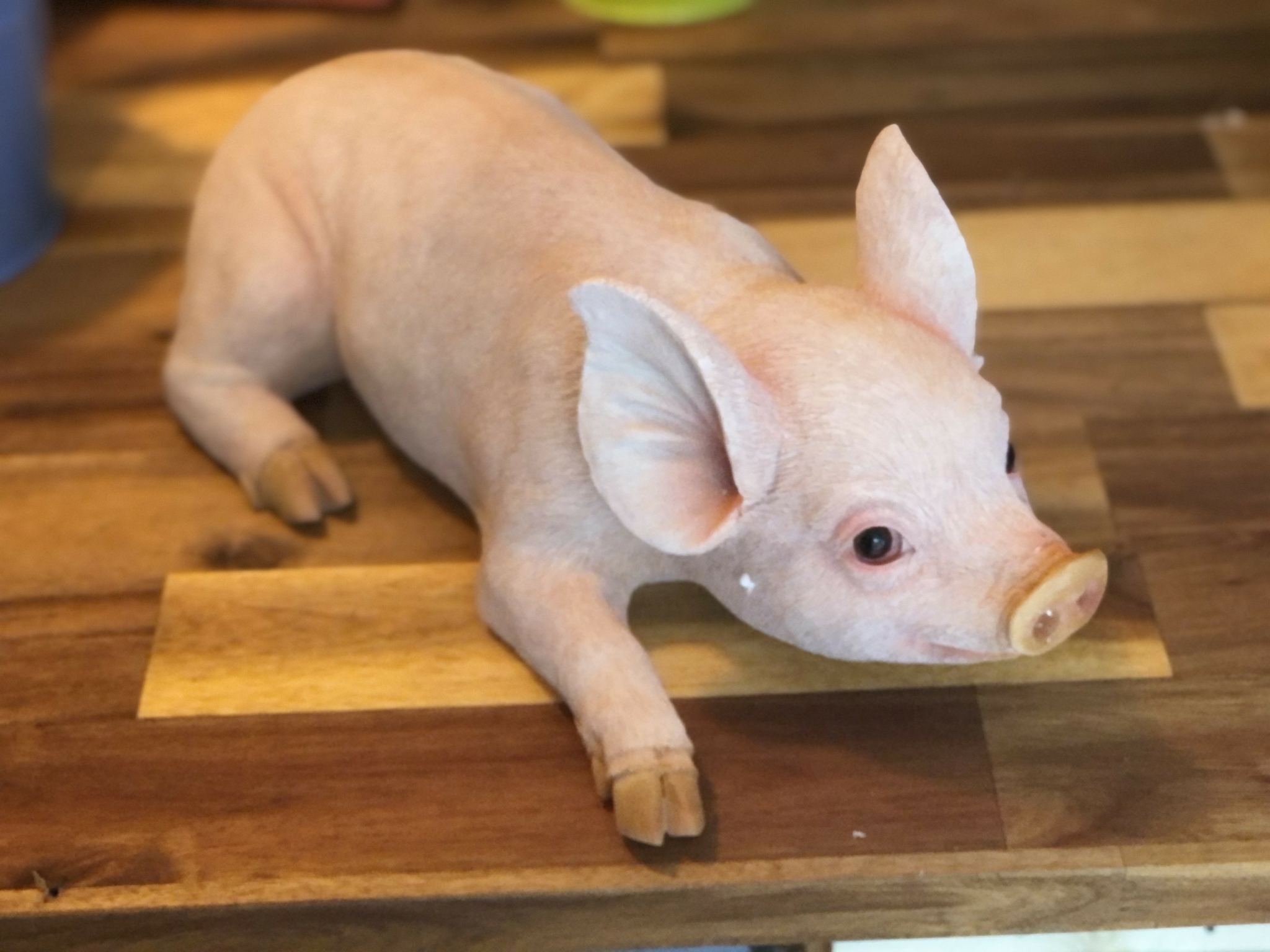 Laying Pig - D and M Garden Centre