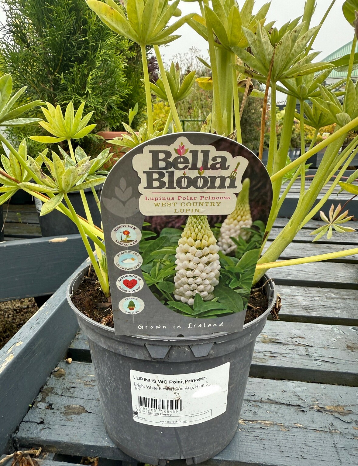 LUPINUS WC Polar Princess - D and M Garden Centre