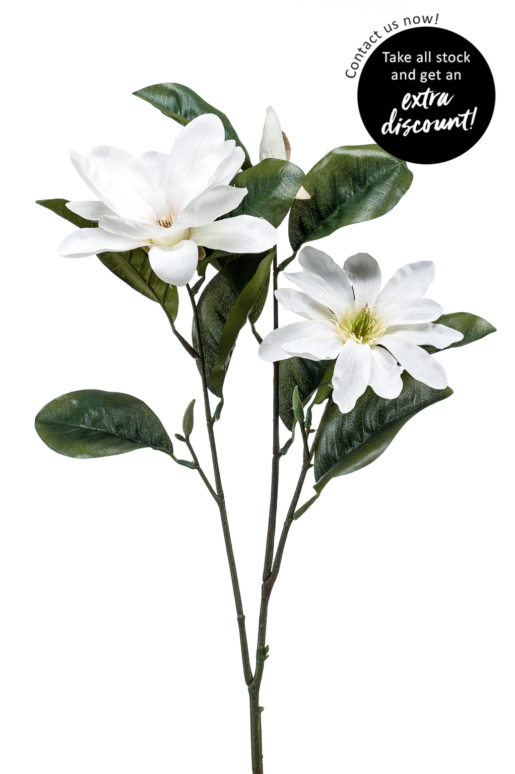Magnolia spray x3 cream 80cm - D and M Garden Centre