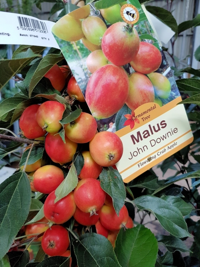 MALUS JOHN DOWNIE - D and M Garden Centre