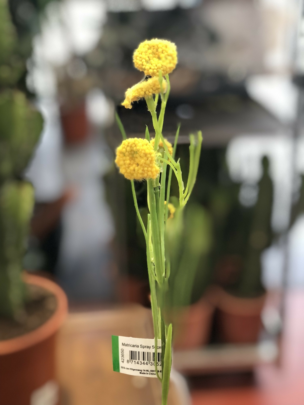 Matricaria Spray Yellow - D and M Garden Centre