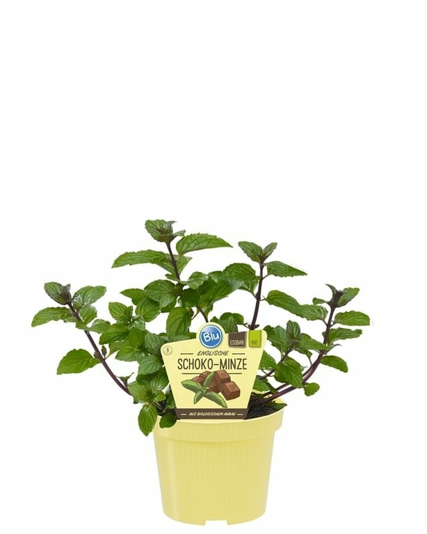 Mentha piperita 'Chocolate Mint' BIO - D and M Garden Centre