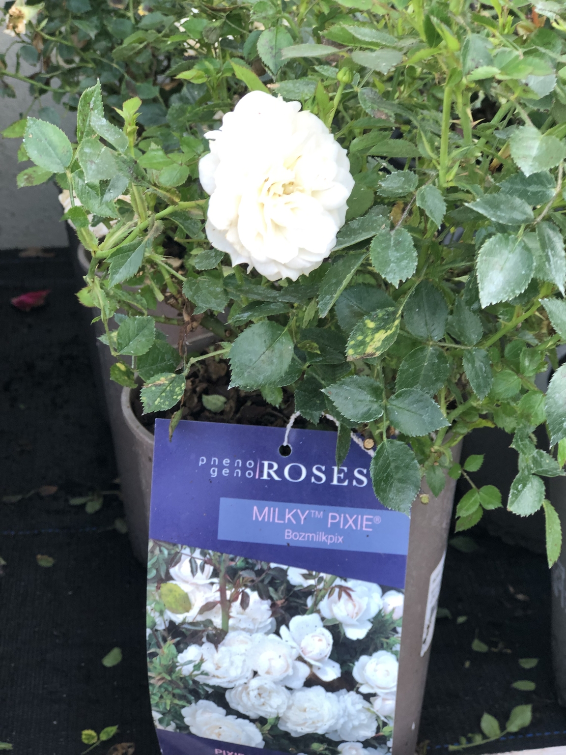 Milky Pixie - D and M Garden Centre