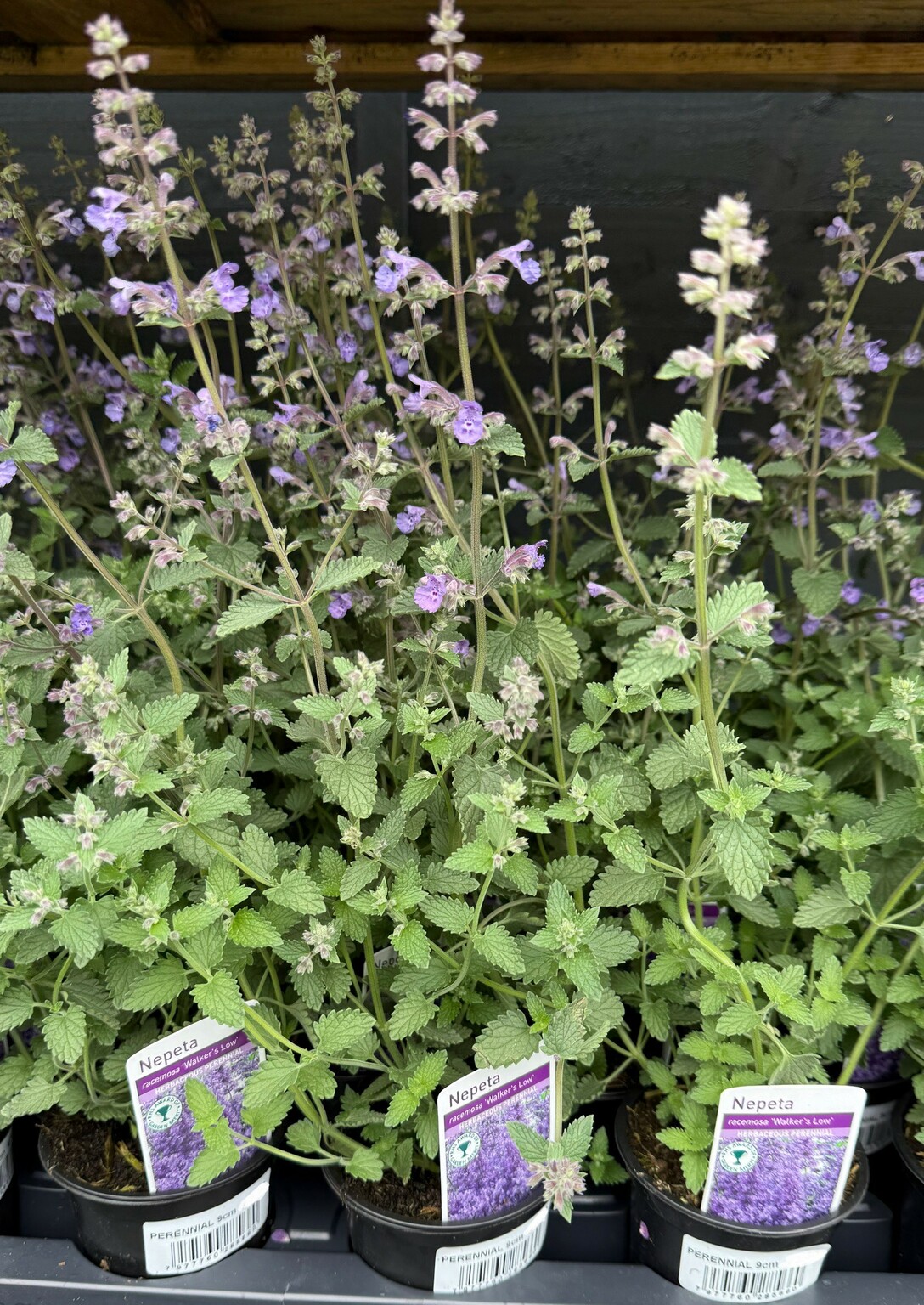 Perennial Mix - D and M Garden Centre