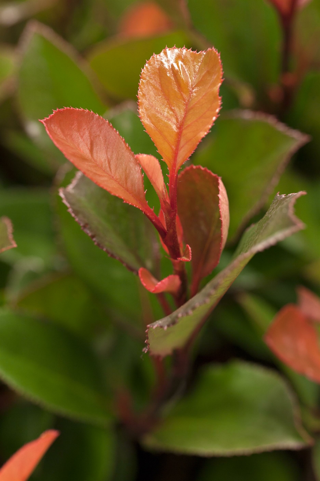 PHOTINIA F. LITTLE RED ROBIN - D and M Garden Centre