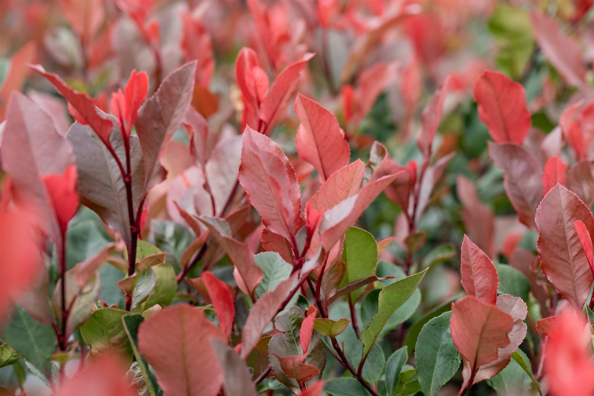 PHOTINIA F. MAGICAL VOLCANO - D and M Garden Centre