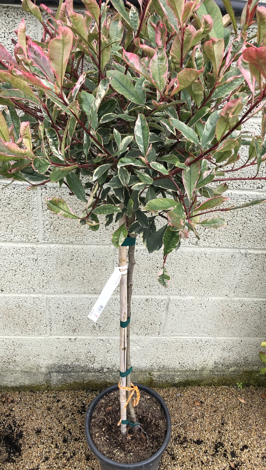 Photinia mix / 80 CM STEM C15 - D and M Garden Centre