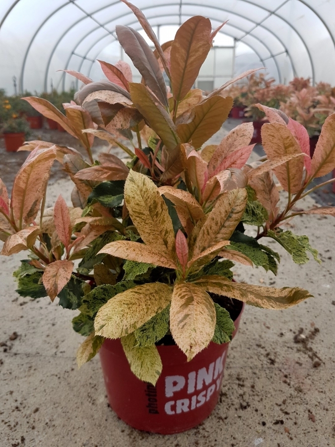 PHOTINIA S. PINK CRISPY - D and M Garden Centre