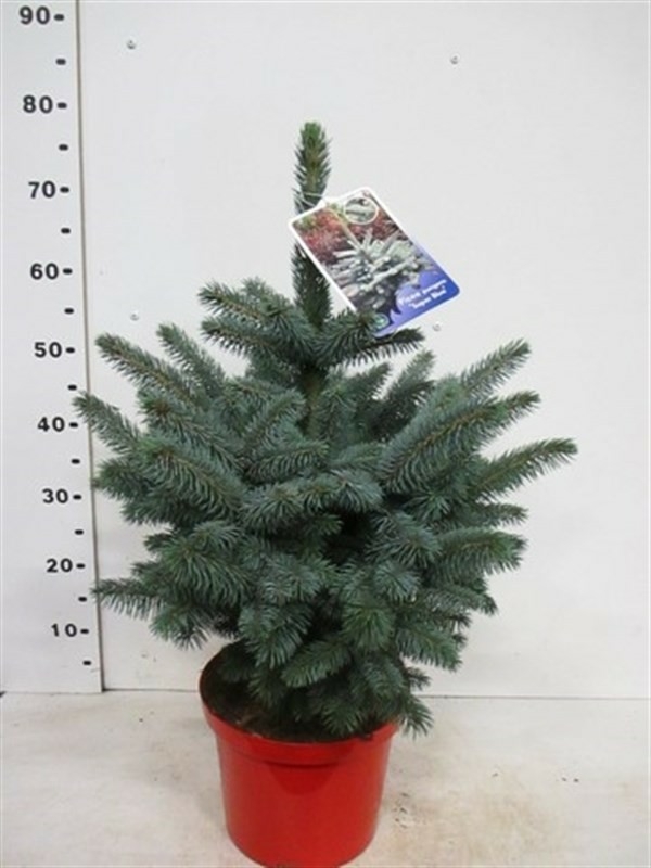 Picea pung.super blue in red pot - D and M Garden Centre