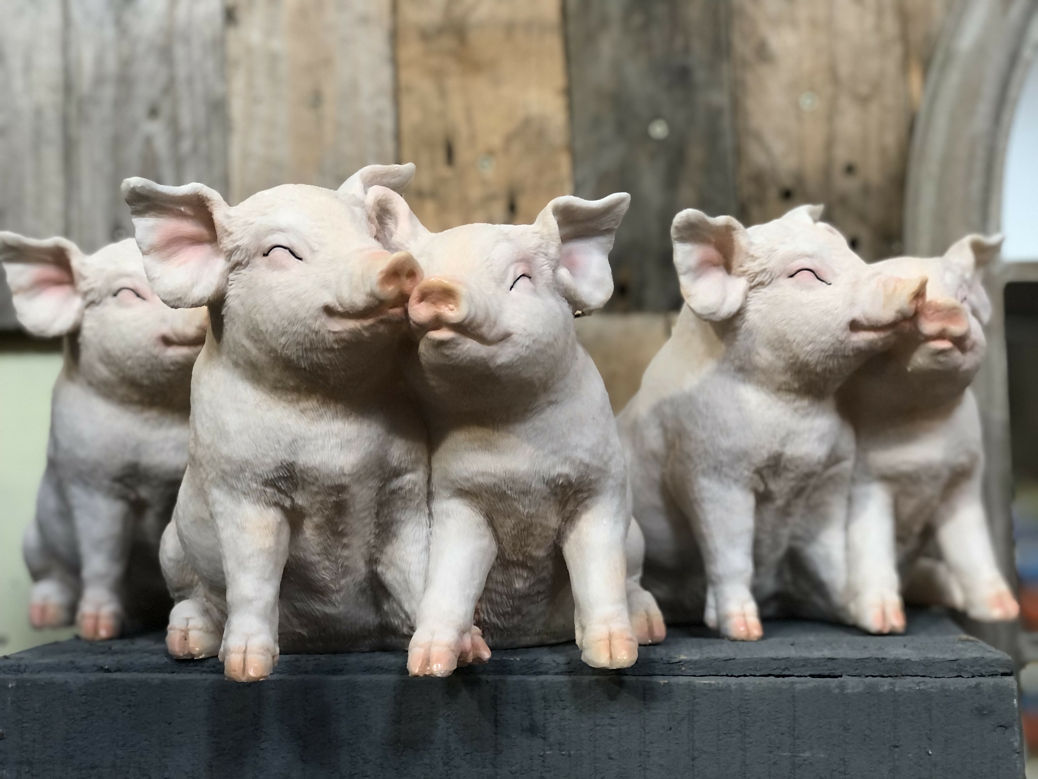 Pigs Cuddling - D and M Garden Centre