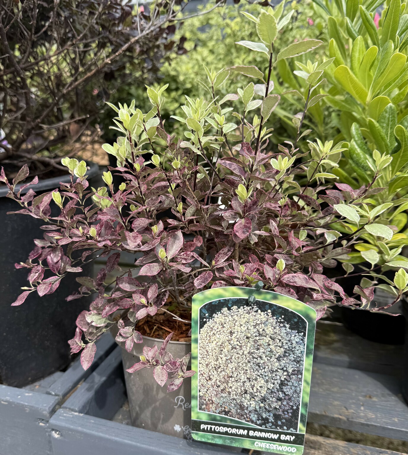 PITTOSPORUM T. BANNOW BAY - D and M Garden Centre