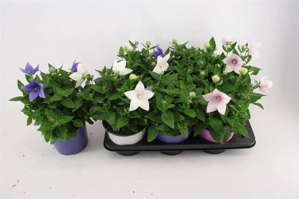 Platycodon mix - D and M Garden Centre