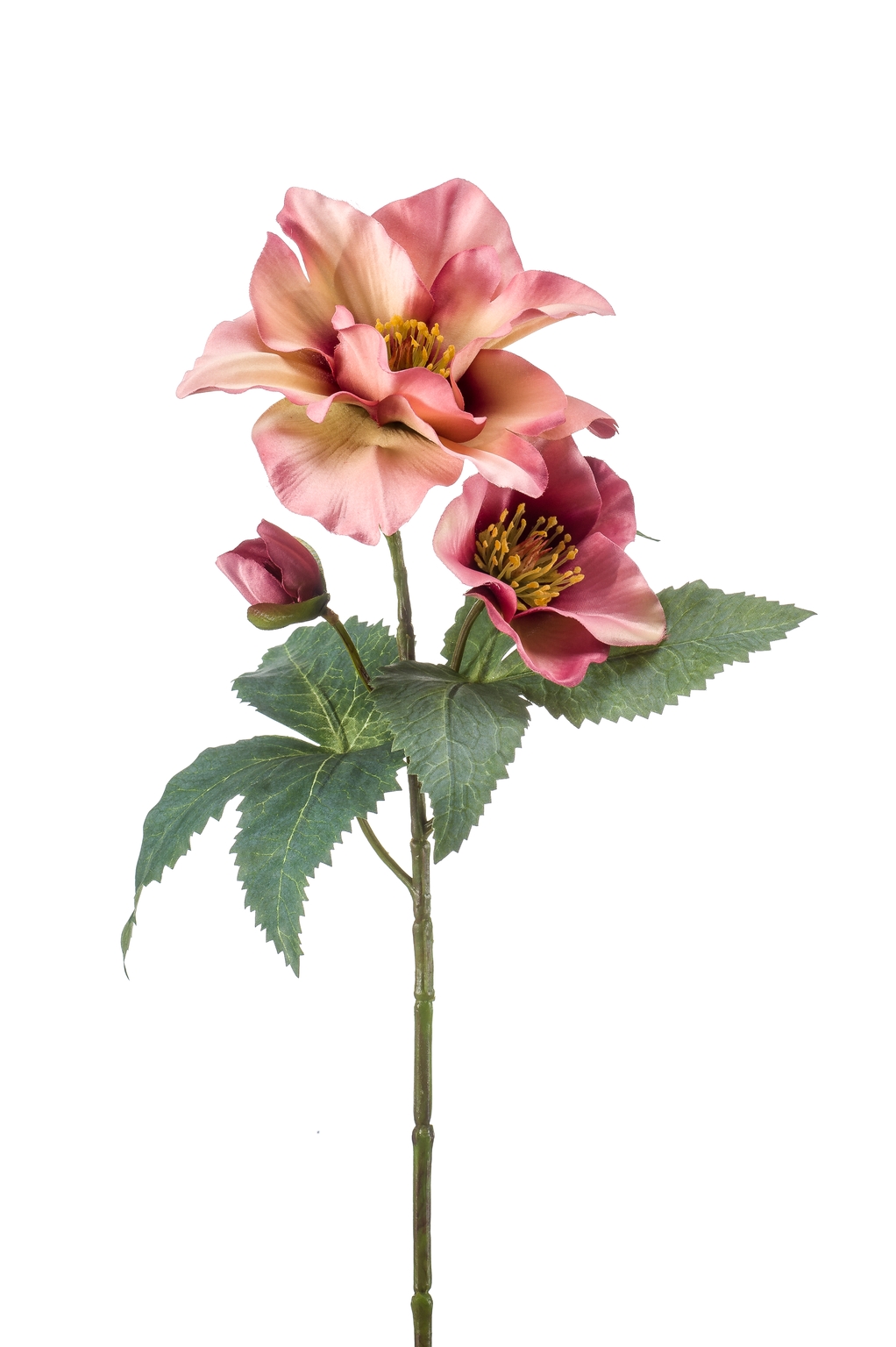 Protea spray peach/ rust - D and M Garden Centre