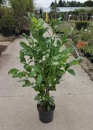 Prunus l. 'Rotundifolia' - D and M Garden Centre