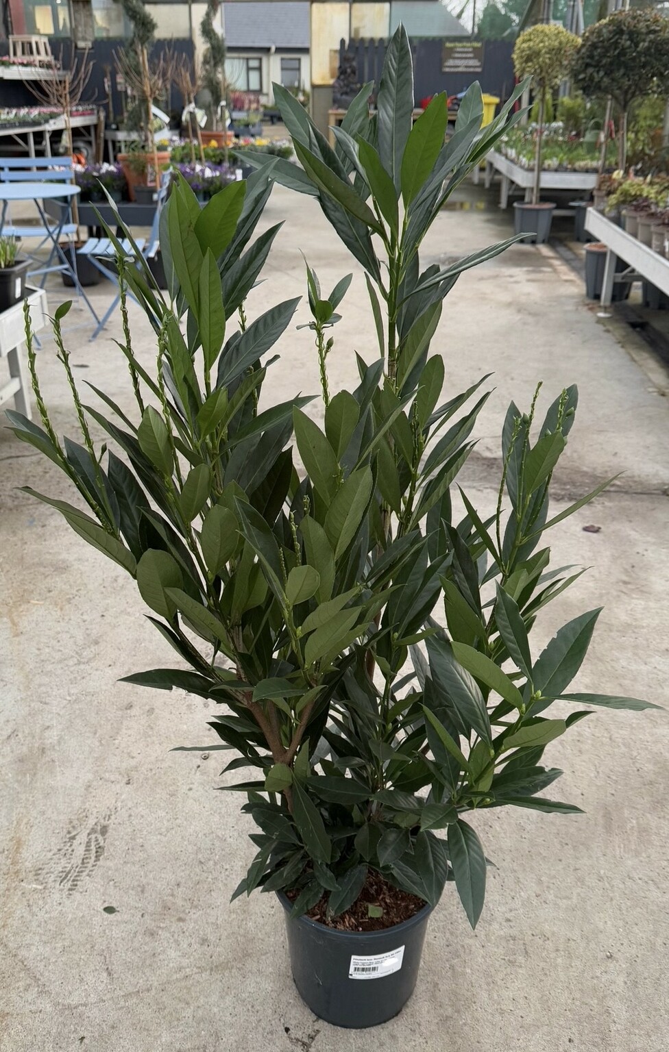 PRUNUS laur. Renault Ace 80-100cm - D and M Garden Centre