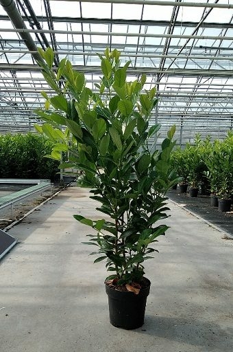 Prunus laur. 'Rotundifolia' - D and M Garden Centre