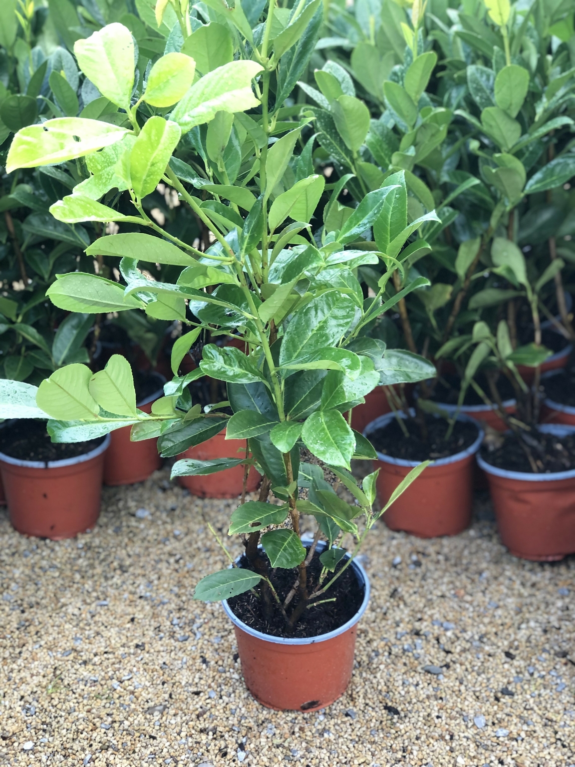 PRUNUS laur. 'Rotundifolia' 3L - D and M Garden Centre