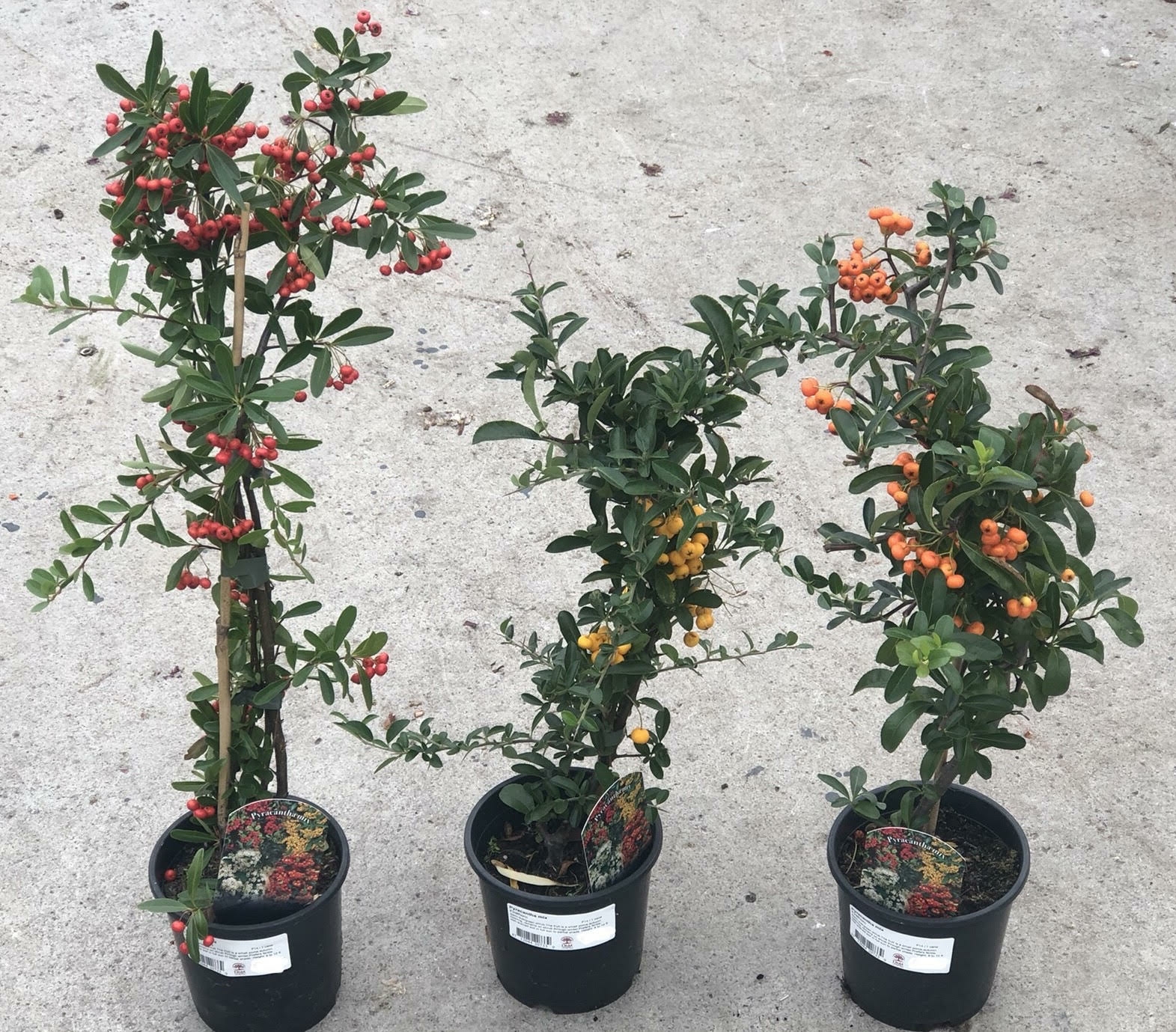 Pyracantha mix - D and M Garden Centre