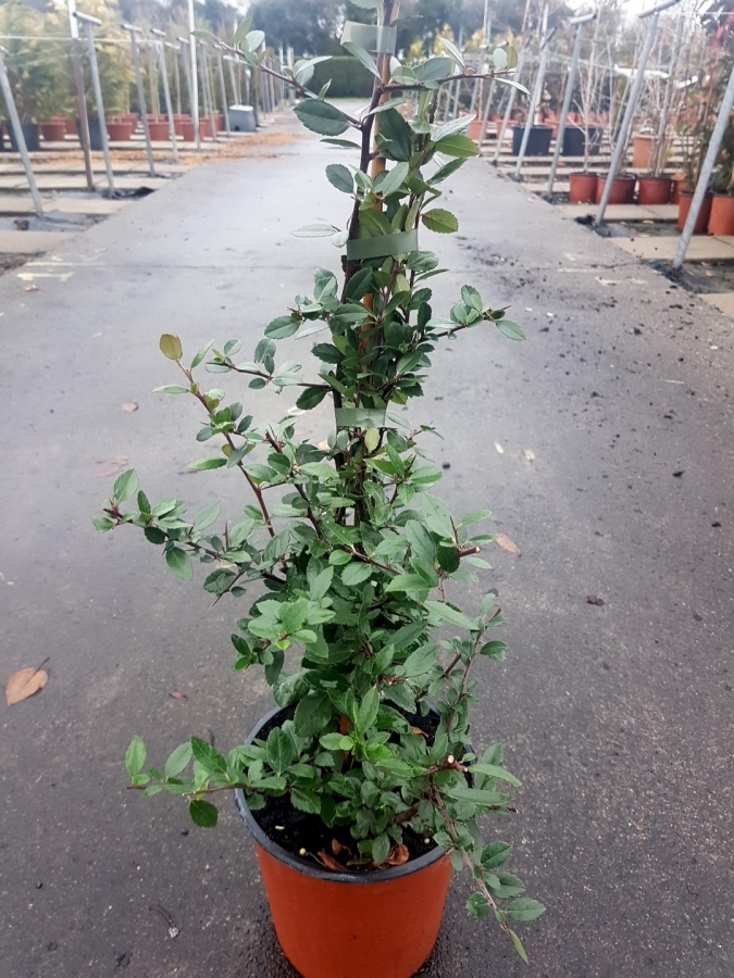 PYRACANTHA RED COLUMN - D and M Garden Centre