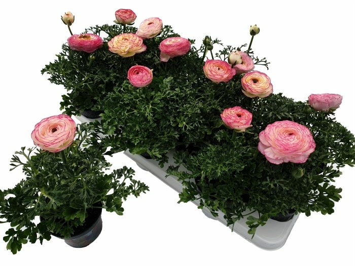 Ranunculus bicolor - D and M Garden Centre